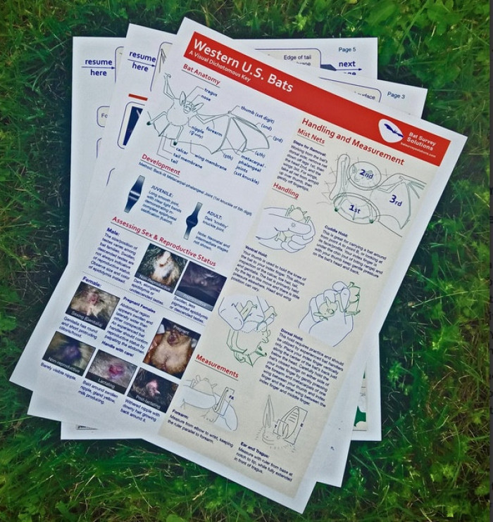 Western U.S. Bats ID Key