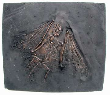 Fossil Bat Skeleton Casting - Paleochiropterix tupainodon, Messel bat ...