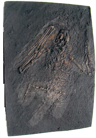 Fossil Bat Skeleton Casting - Paleochiropterix tupainodon, Messel bat ...