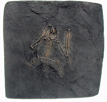 Fossil Bat Skeleton Casting - Paleochiropteryx spiegeli, Messel bat, large