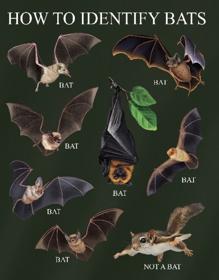 How To Identify Bats Shirt (long sleeve)