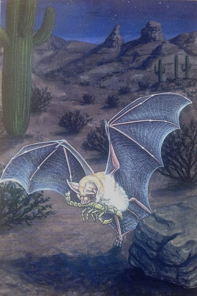 Pallid Bat and Scorpion Post Card