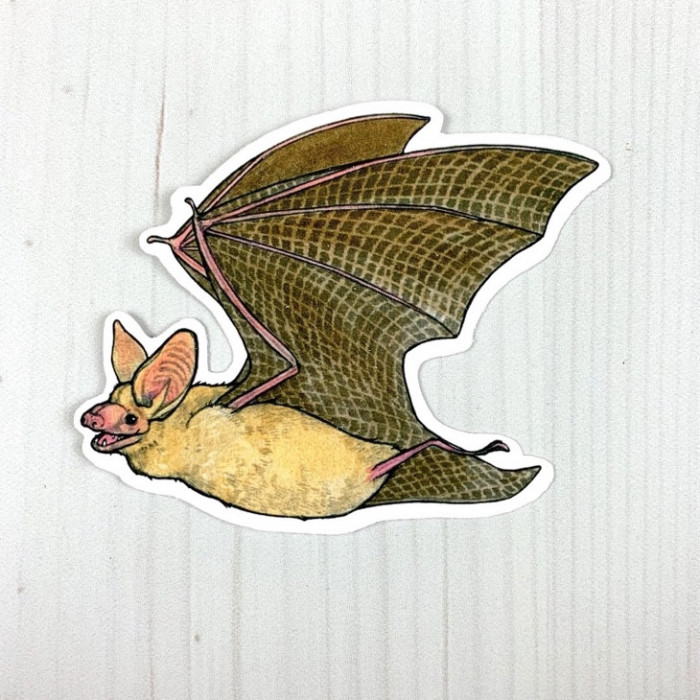 Pallid Bat Vinyl Sticker