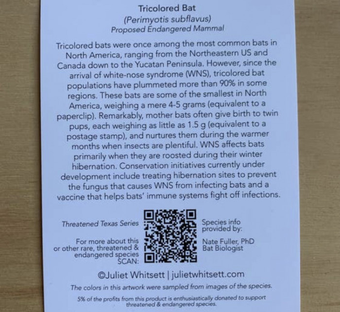 Tricolored Bat Sticker